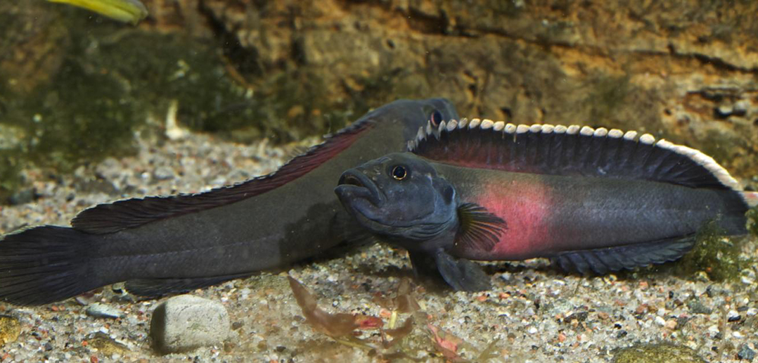 Fordham Media Mentions: February 24, 2017