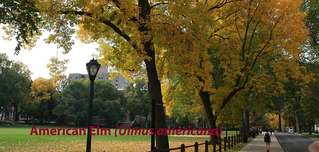 A Toast to Fordham’s Trees