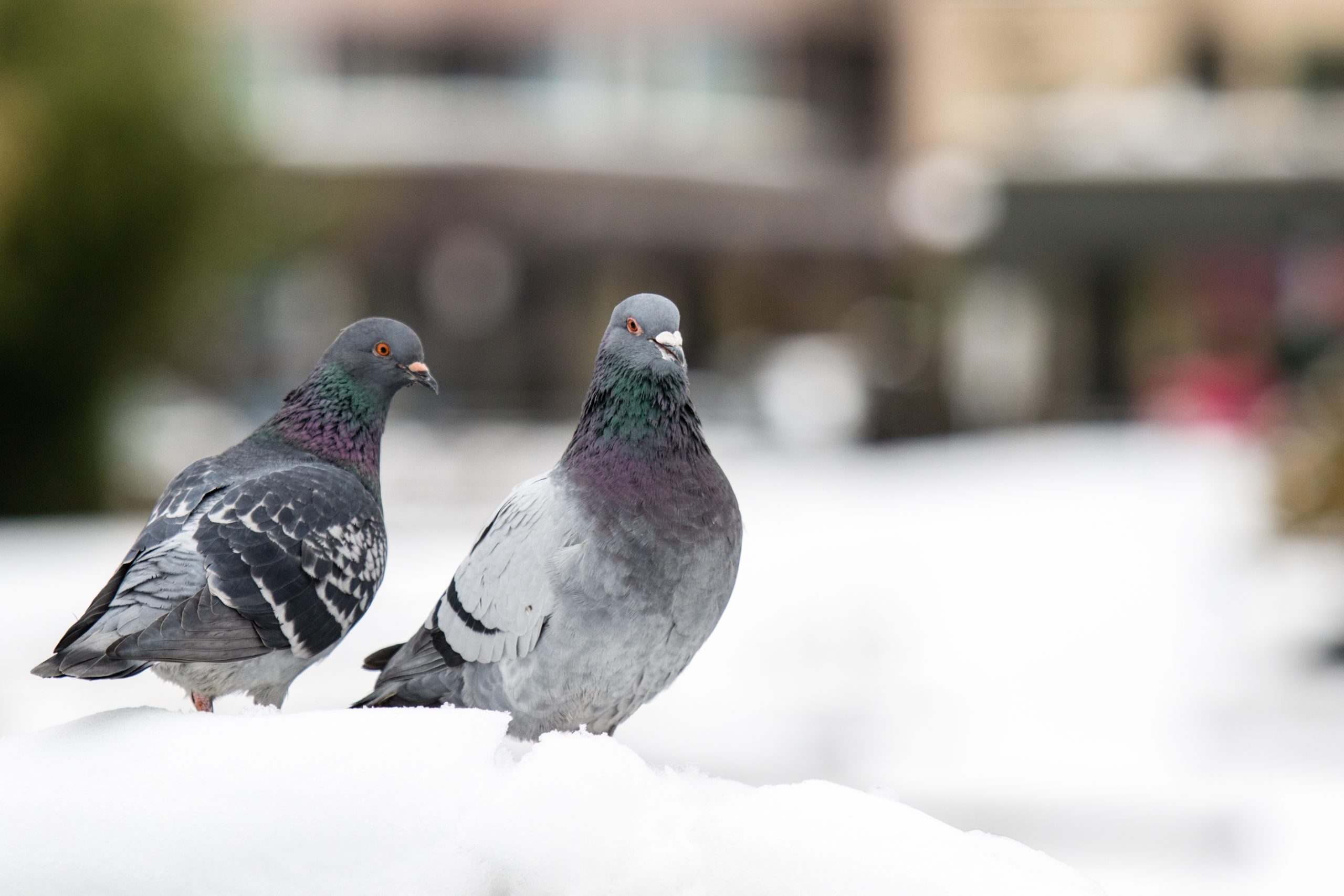 Fordham Biologist on Why You Should Love NYC Pigeons