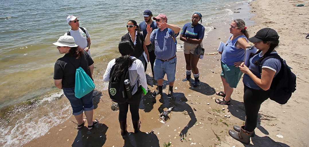 Albalimulus bottoni: Horseshoe Crab Named for Professor Mark Botton