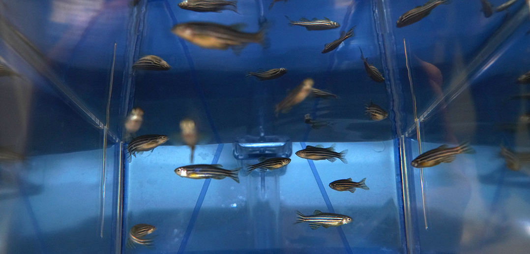 Students Map Genes on Zebrafish Embryos