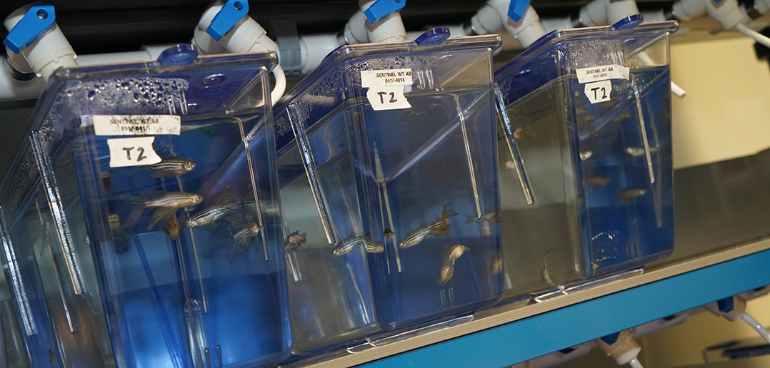 Students Map Genes on Zebrafish Embryos