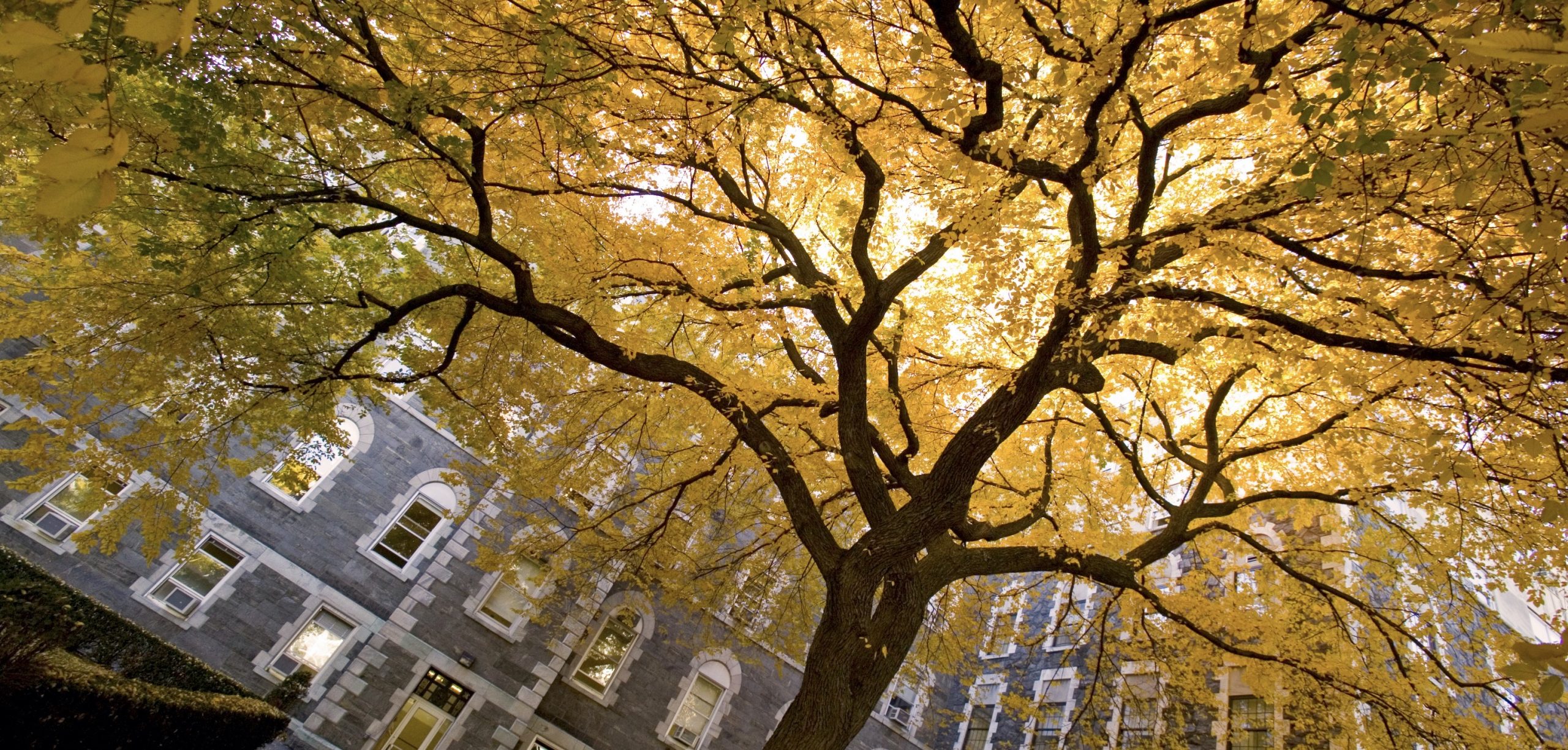Campus Trees Receive National Recognition for the Fifth Annual Year