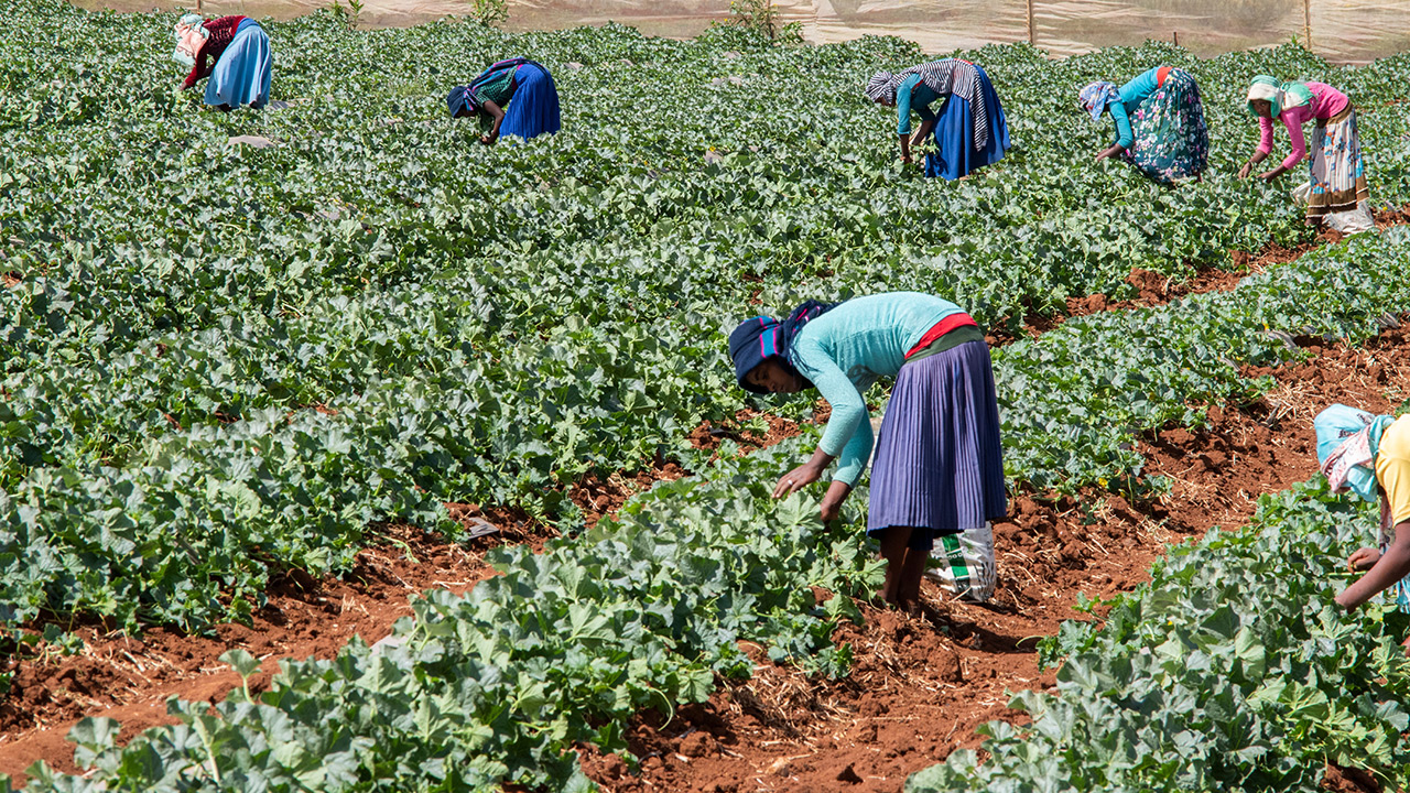 Ethiopian Technique Could Be Key to Sustainable Farming for a Hungry World