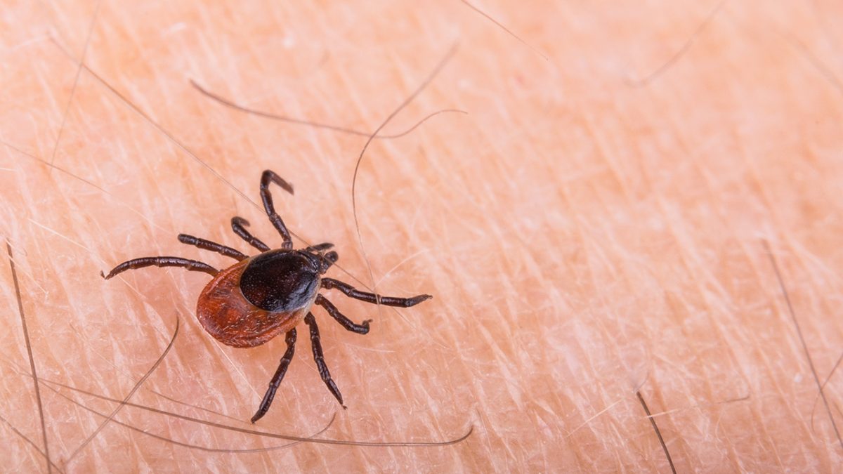 Rams in the News: How Bad Are Ticks This Year? Don’t Ask.